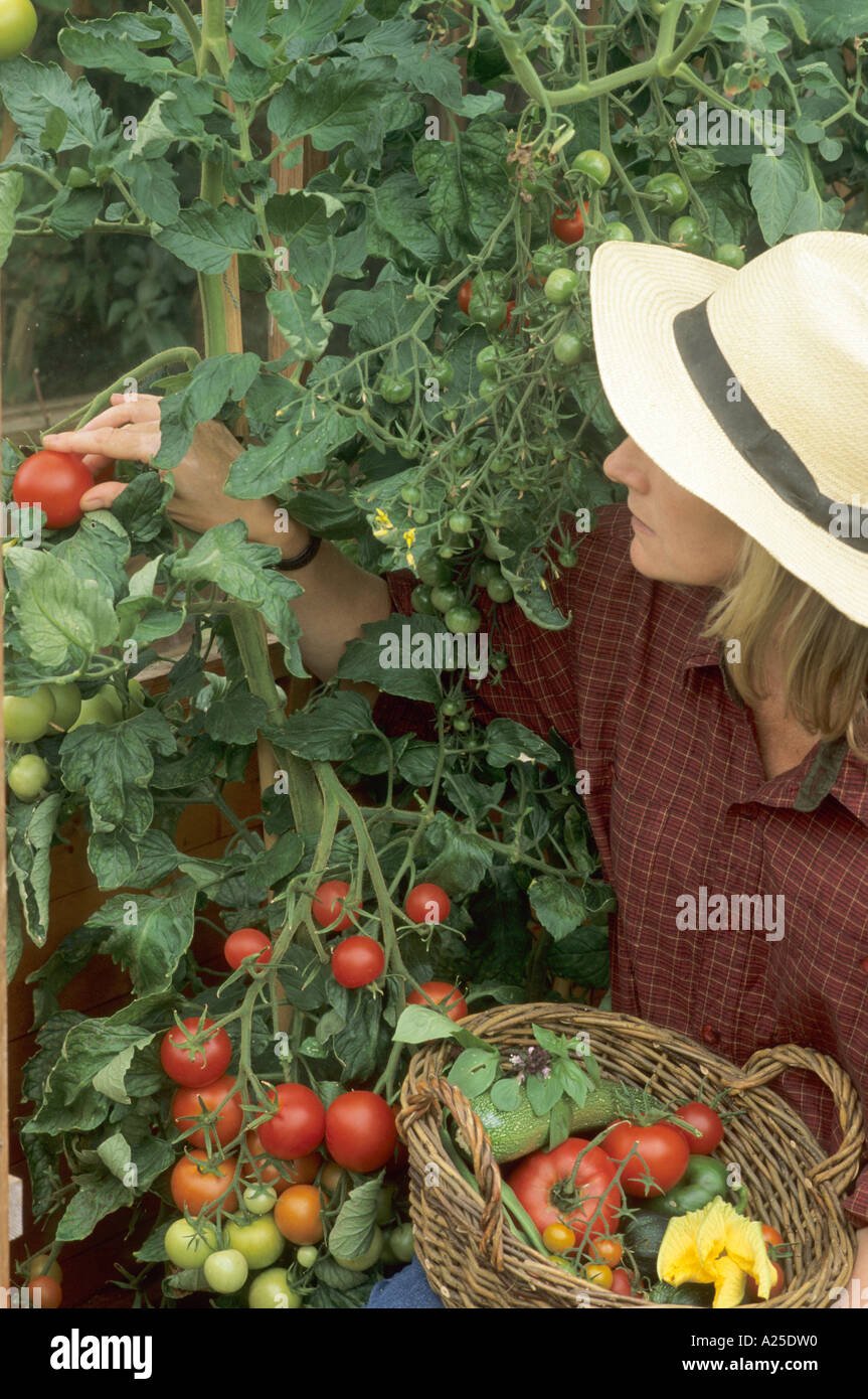 Practical Gardening Picking Tomatoes Greenhouse Stock Photo - Alamy