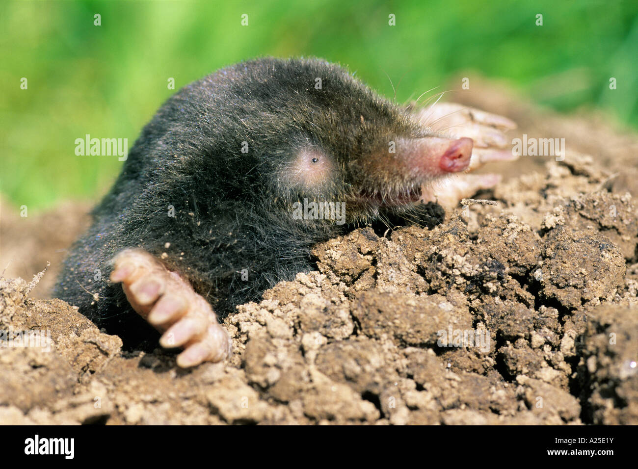 Mole Animal Stock Photos & Mole Animal Stock Images - Alamy
