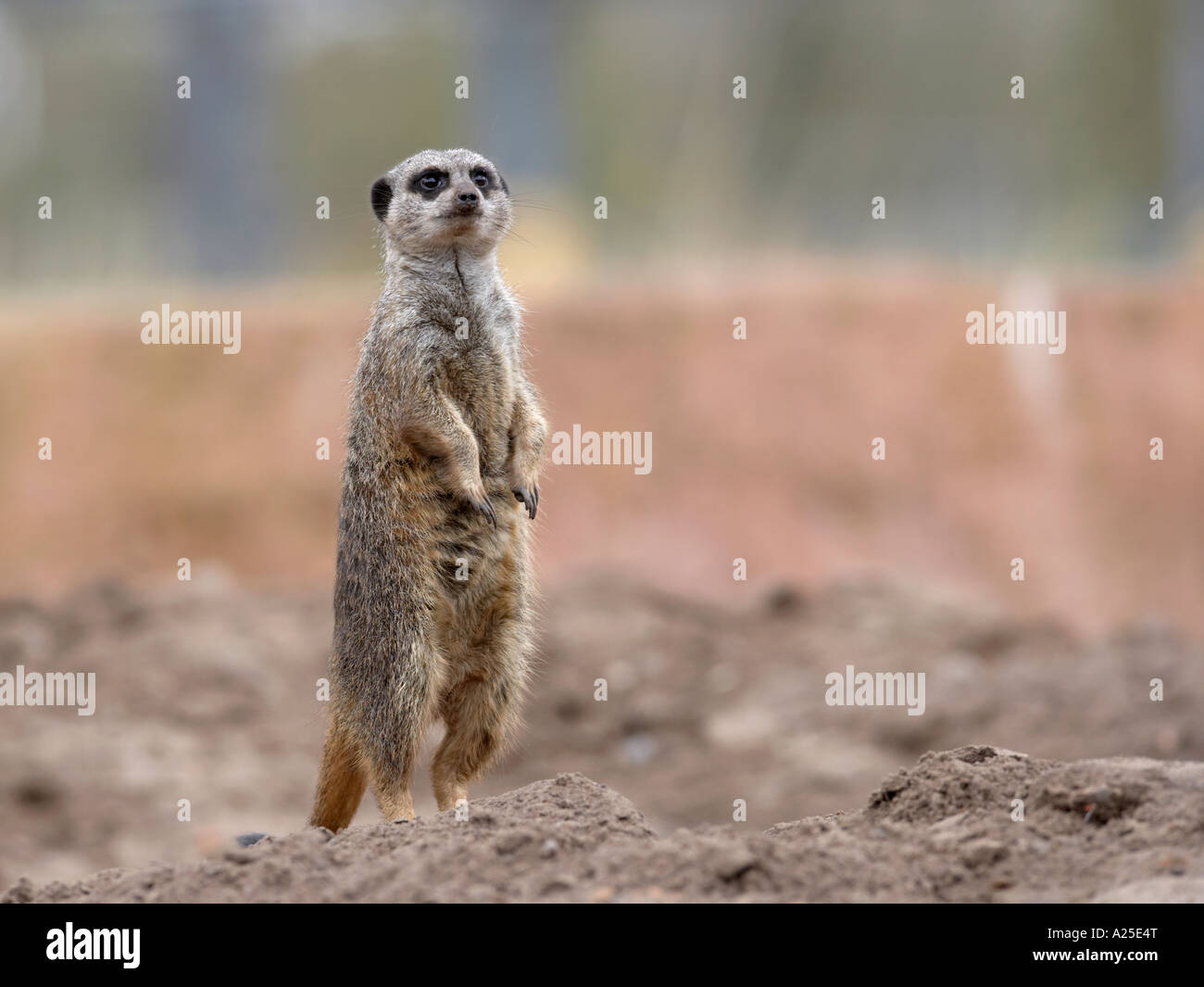 Alert stance hi-res stock photography and images - Alamy
