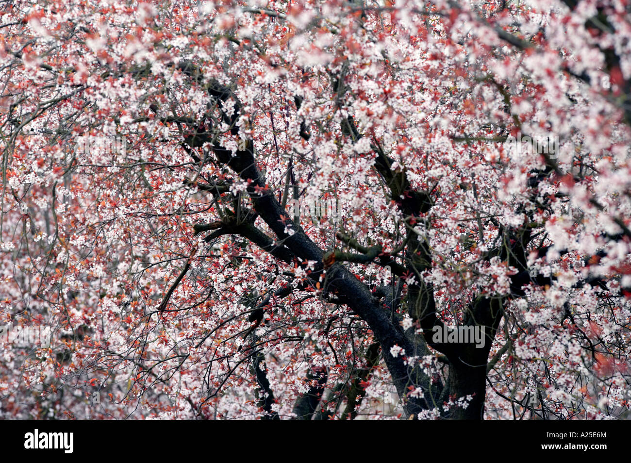 Pink almond blossom in Spring Stock Photo - Alamy