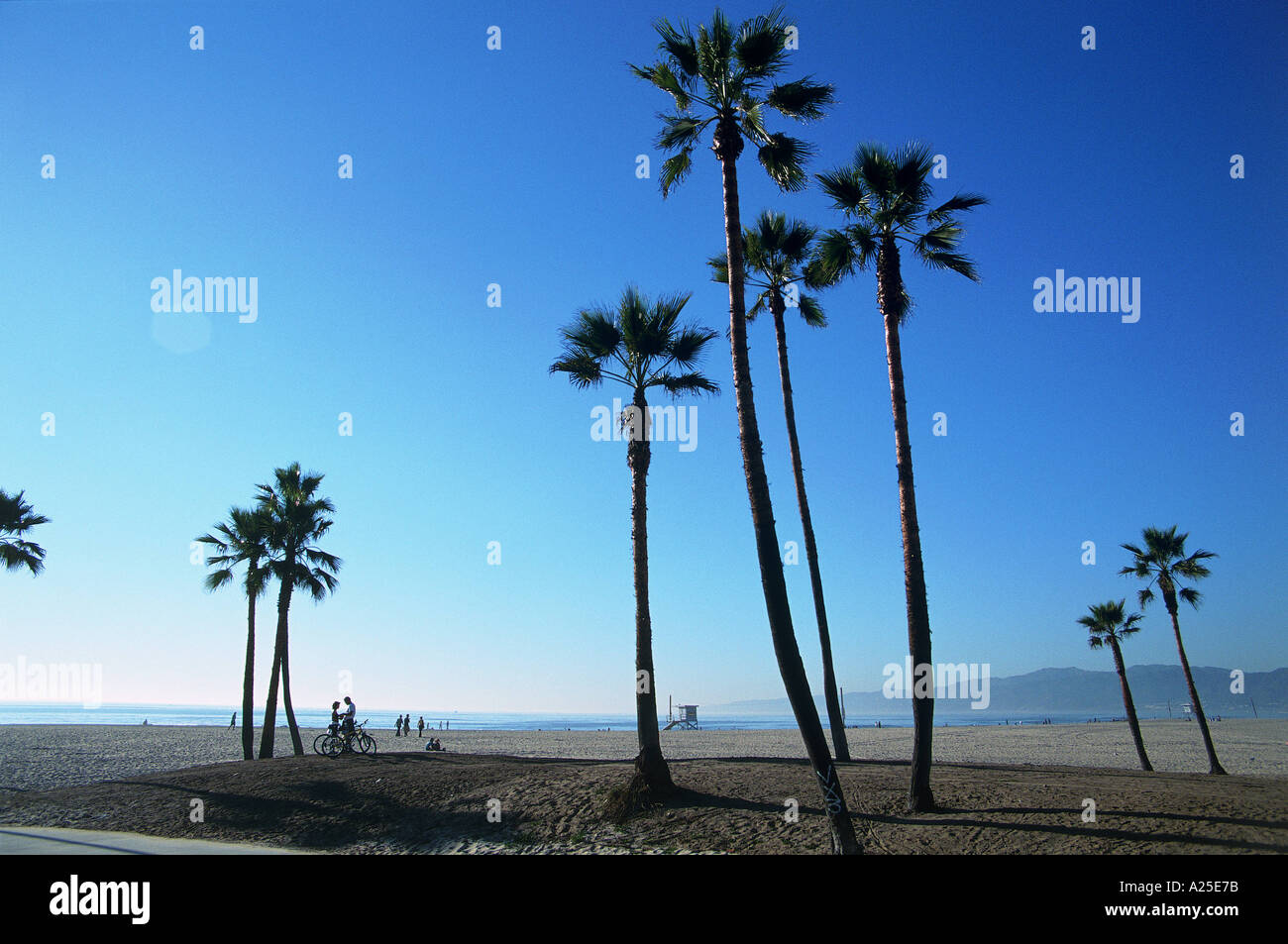 PALM TREES ON BEACH VENICE BEACH CALIFORNIA USA Stock Photo - Alamy