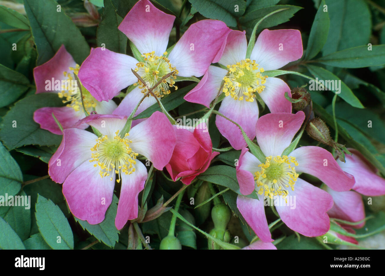 Rosa glauca, Rosa rubrifolia, species rose, cerise pink flowers, gold ...