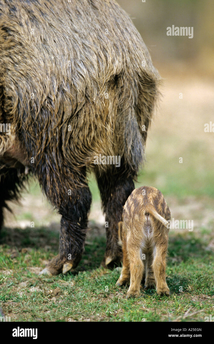 Bottom piglet hi-res stock photography and images - Alamy