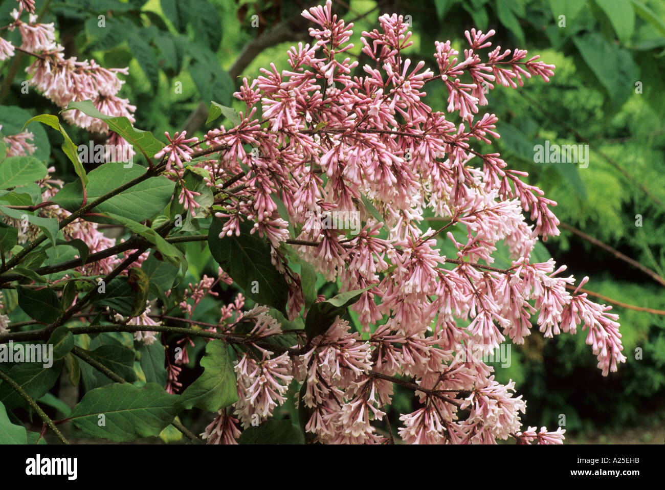 Syringa reflexa hi-res stock photography and images - Alamy