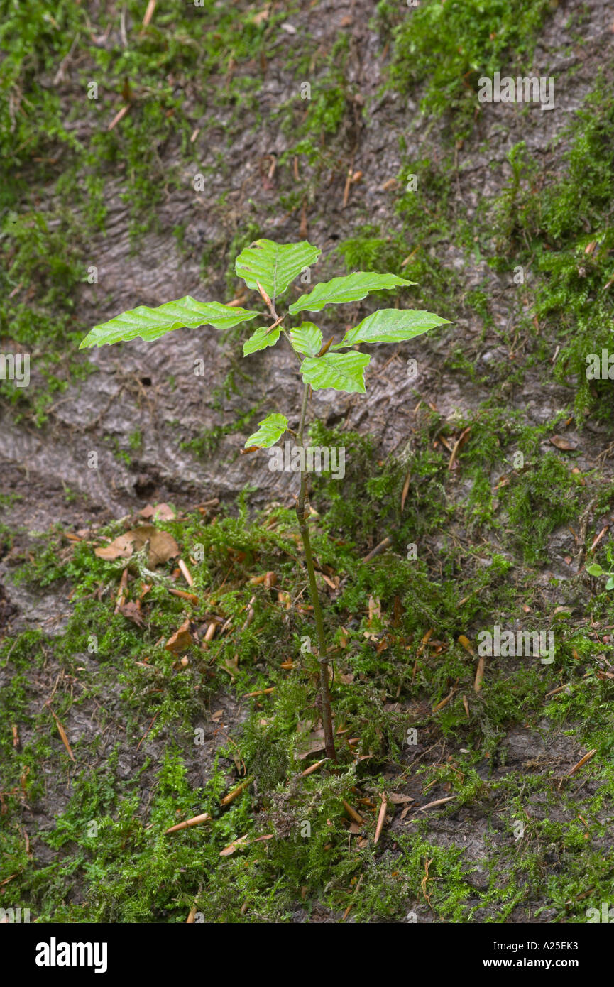 Beech sapling Fagus sylvatica growing in soil cavity on fallen beech ...
