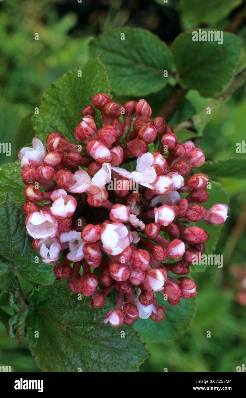 Viburnum carlesii 'Aurora', red, white budding flowers, fragrant ...