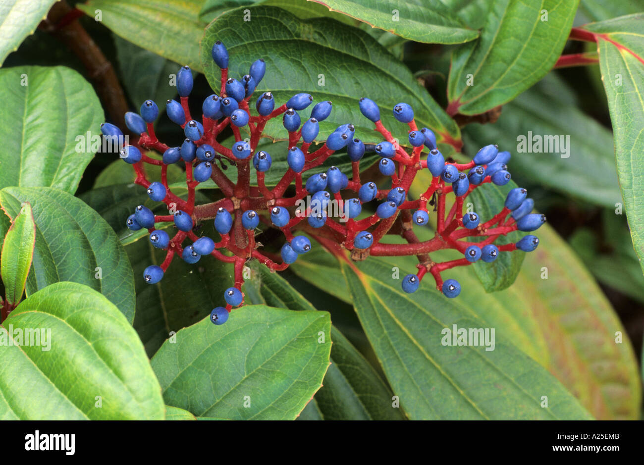 Viburnum davidii ,blue berries, winter spring, fruits, garden plant ...