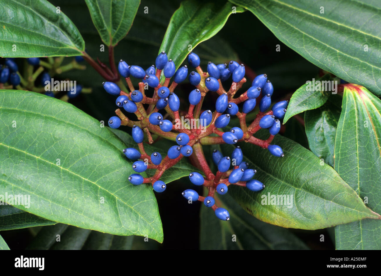 Viburnum davidii ,blue berries, winter spring, fruits, garden plant ...