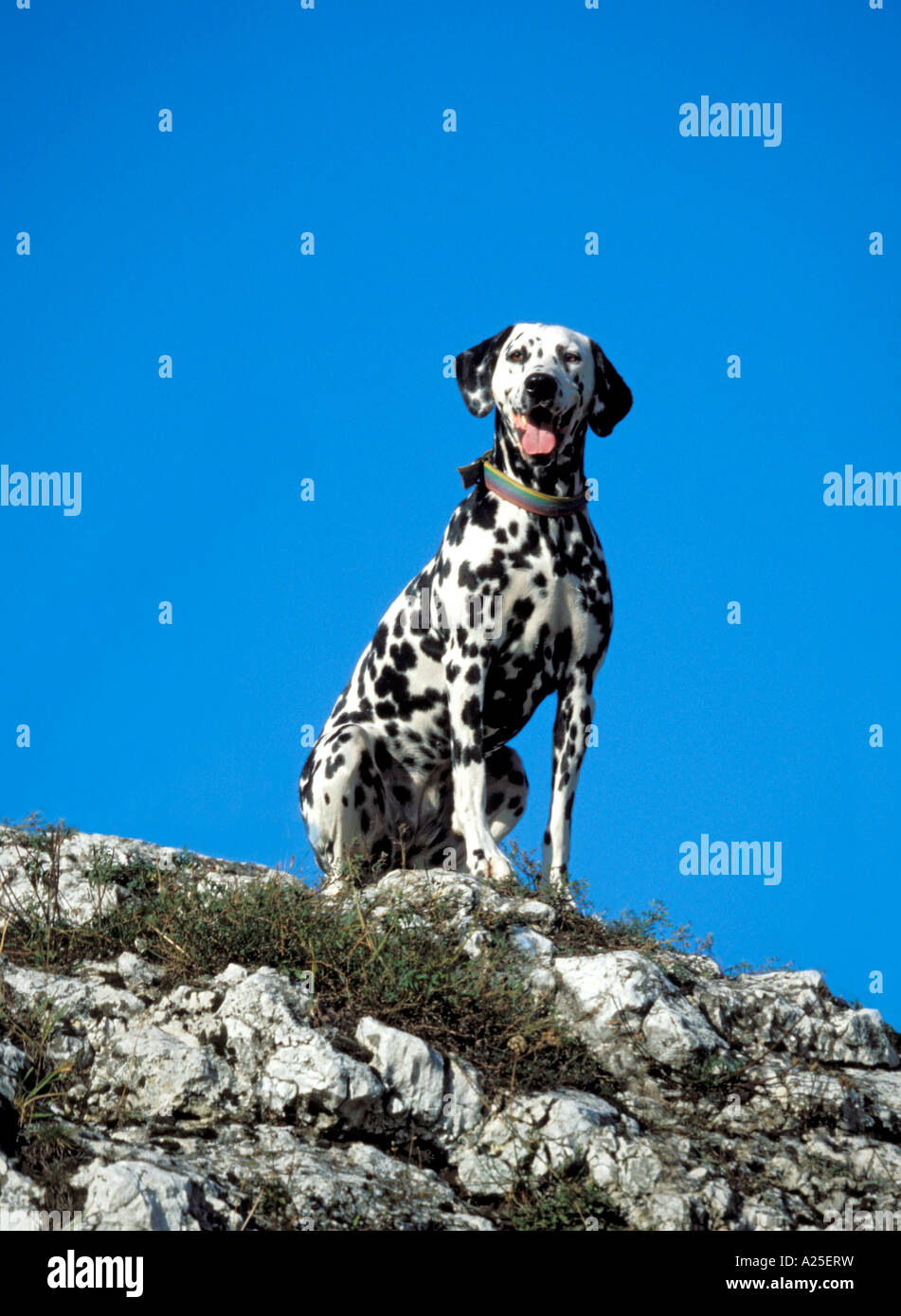 Dalmatian dog sitting looking up hi-res stock photography and images ...