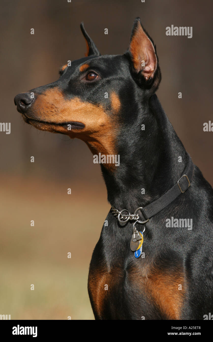 American Doberman Puppies