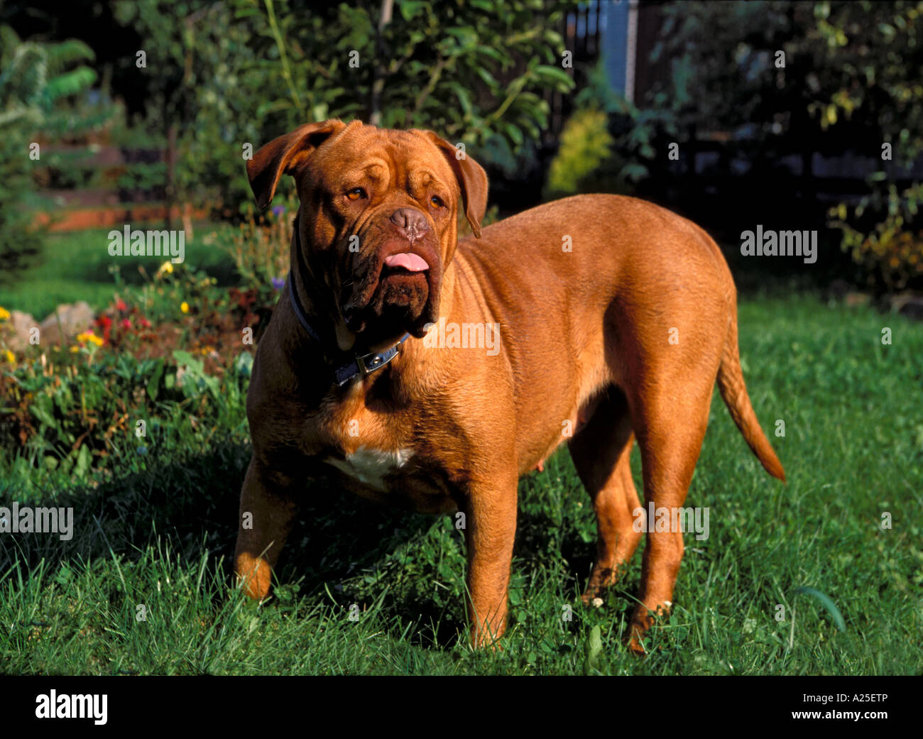 Dogue De Bordeaux dog standing on grass Stock Photo - Alamy