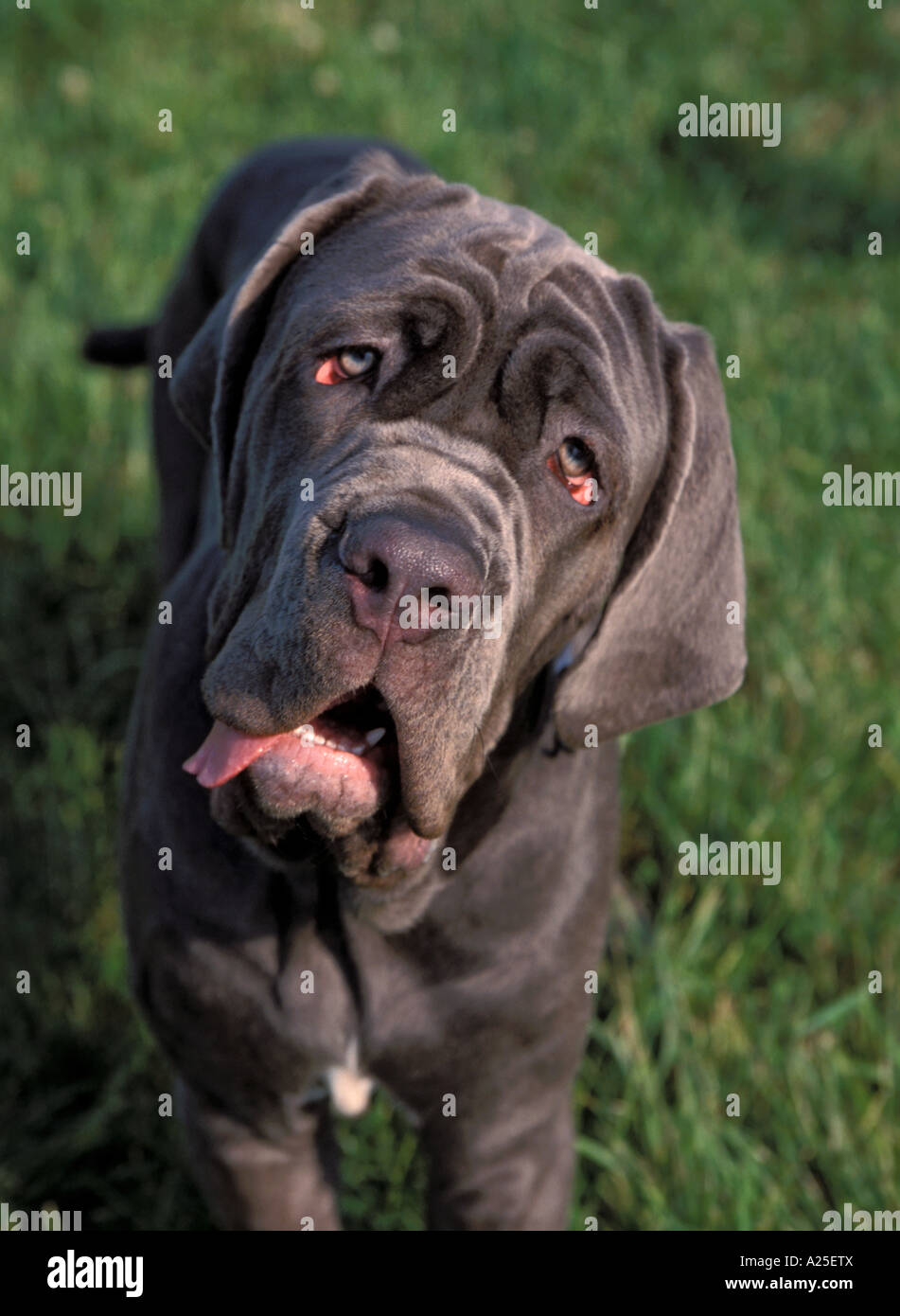 Mastiff Neapolitan dog portrait from top Stock Photo - Alamy