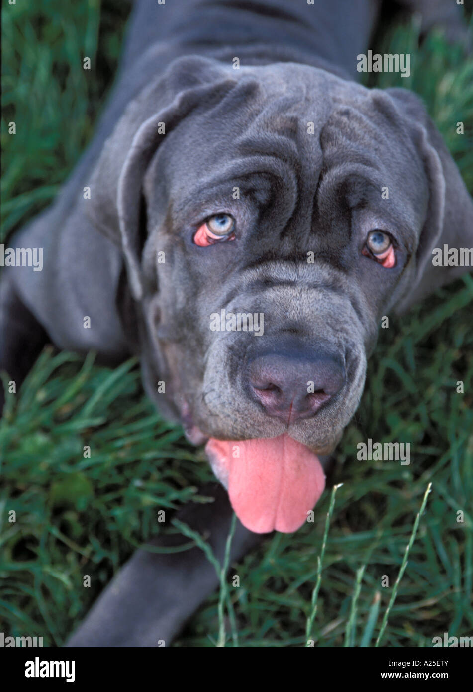 Mastiff Neapolitan dog portrait from top Stock Photo - Alamy