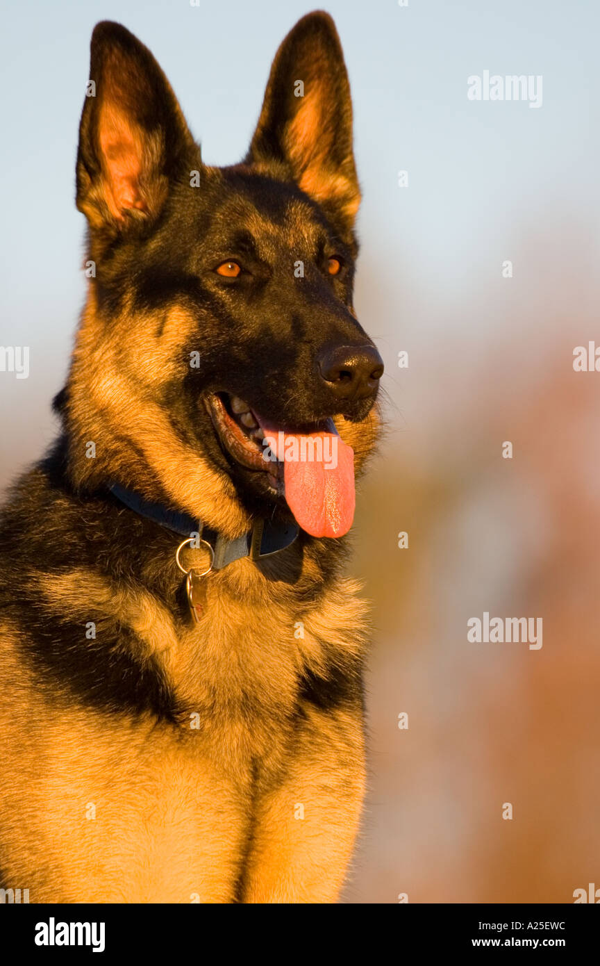 German Shepard portrait Stock Photo - Alamy
