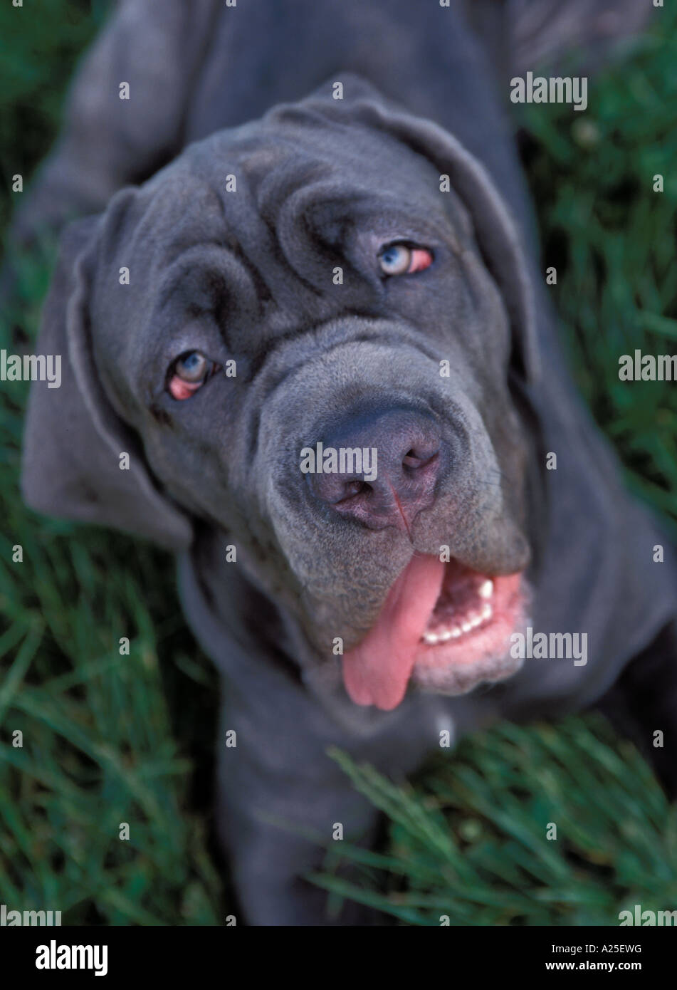 Mastiff Neapolitan dog portrait from top Stock Photo - Alamy