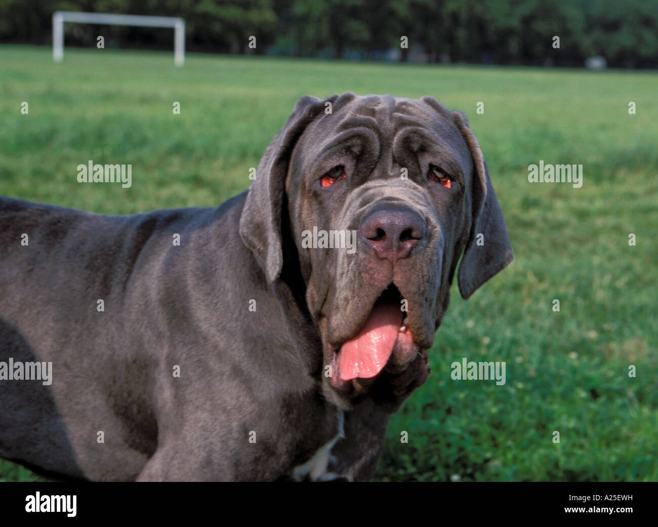 Neapolitan breed hi-res stock photography and images - Alamy