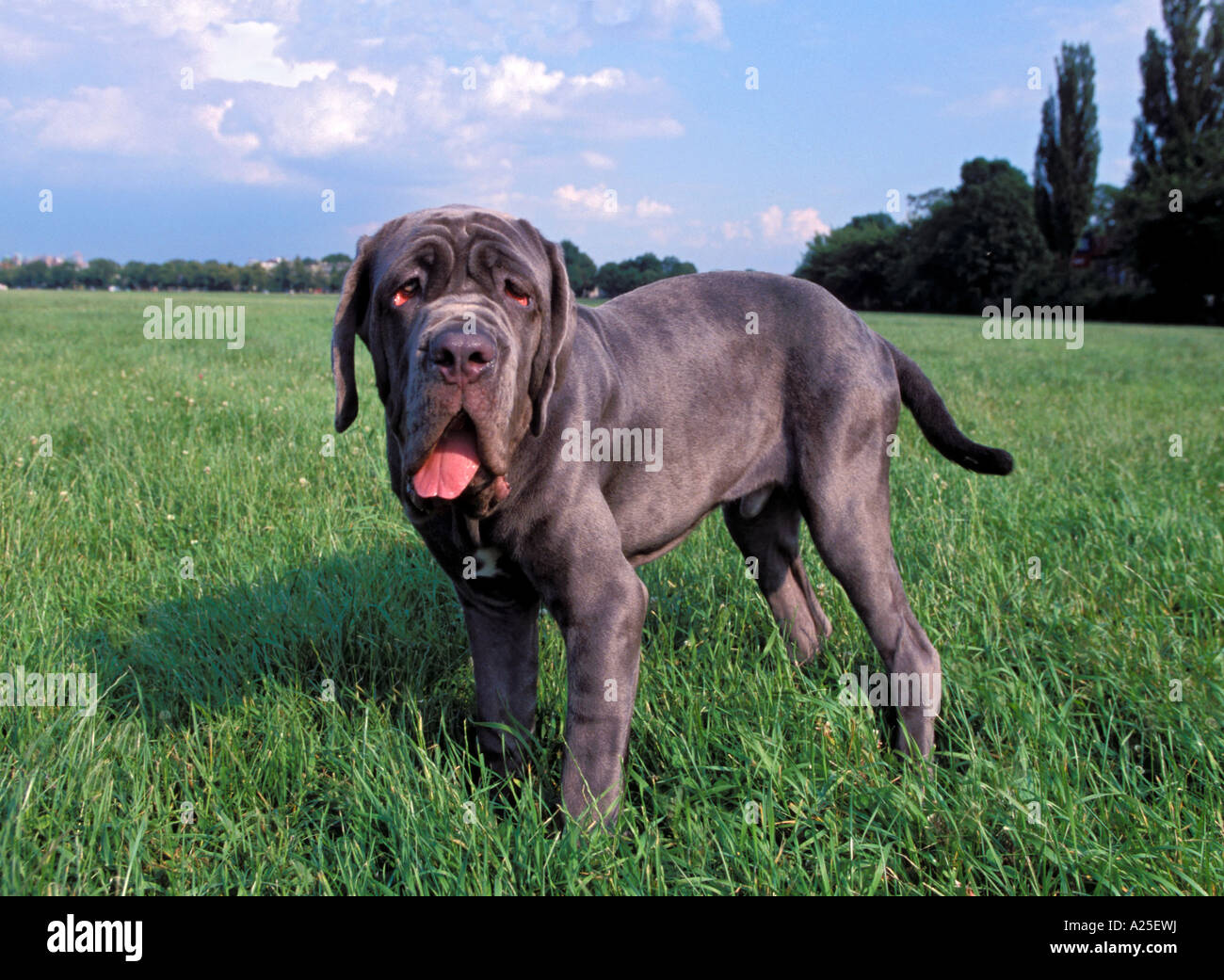 Mastiff Neapolitan dog standing on grass Stock Photo - Alamy