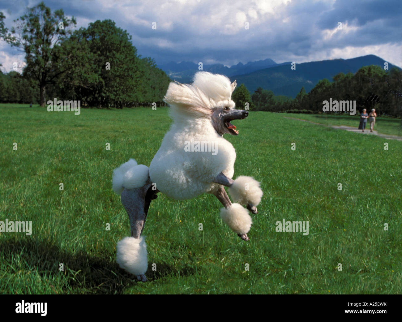 Poodle dog jumping Stock Photo - Alamy