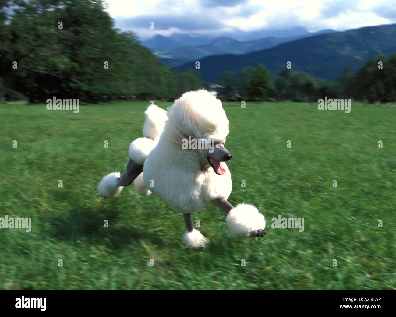Poodle dog running Stock Photo - Alamy