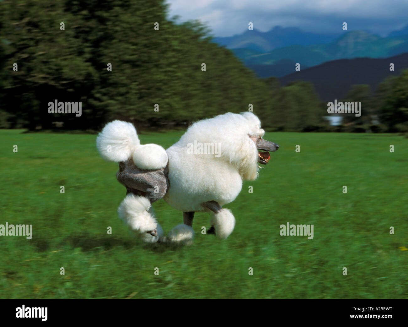 Poodle dog running Stock Photo - Alamy