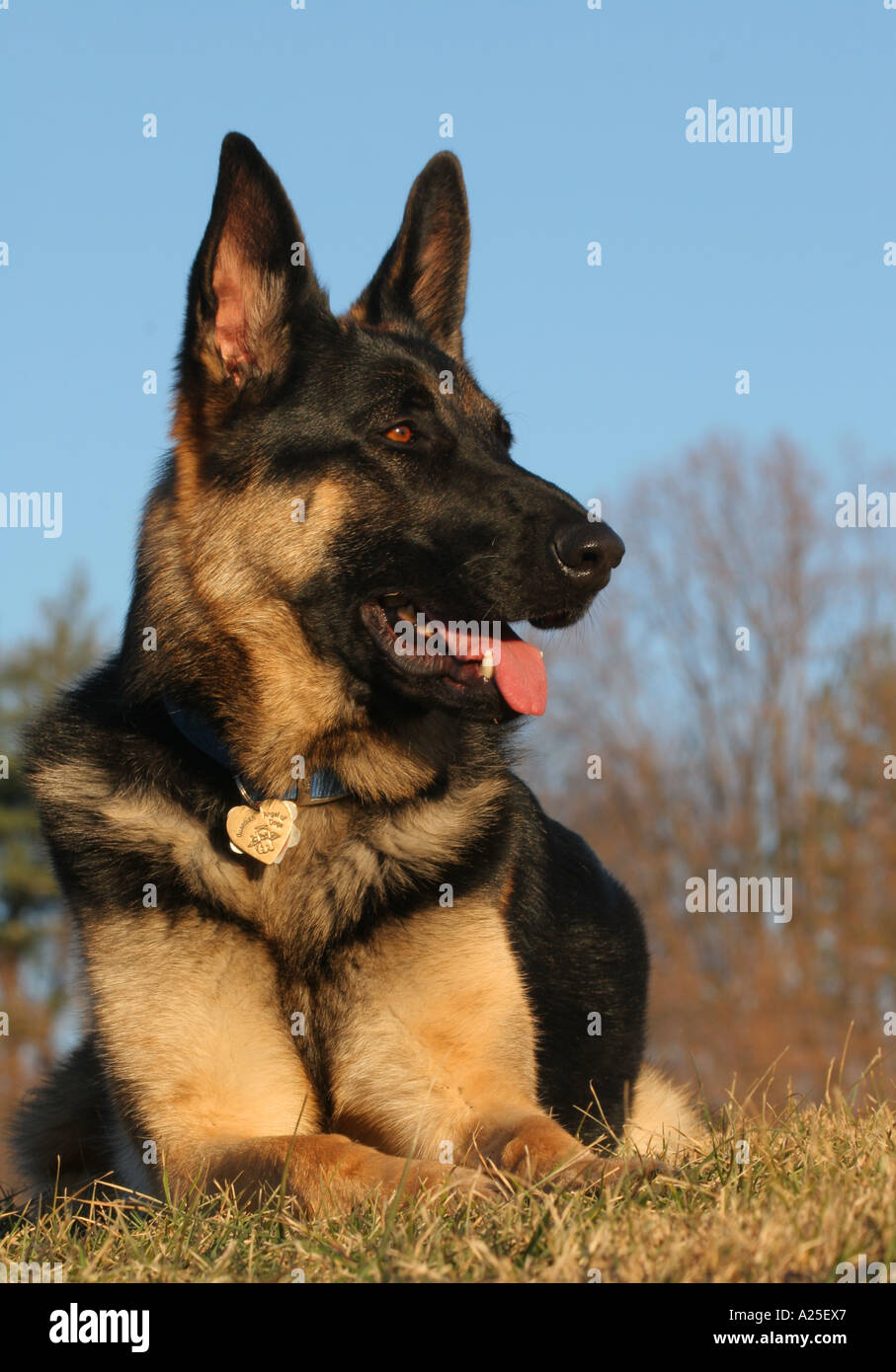 German Shepard portrait blue sky Stock Photo - Alamy