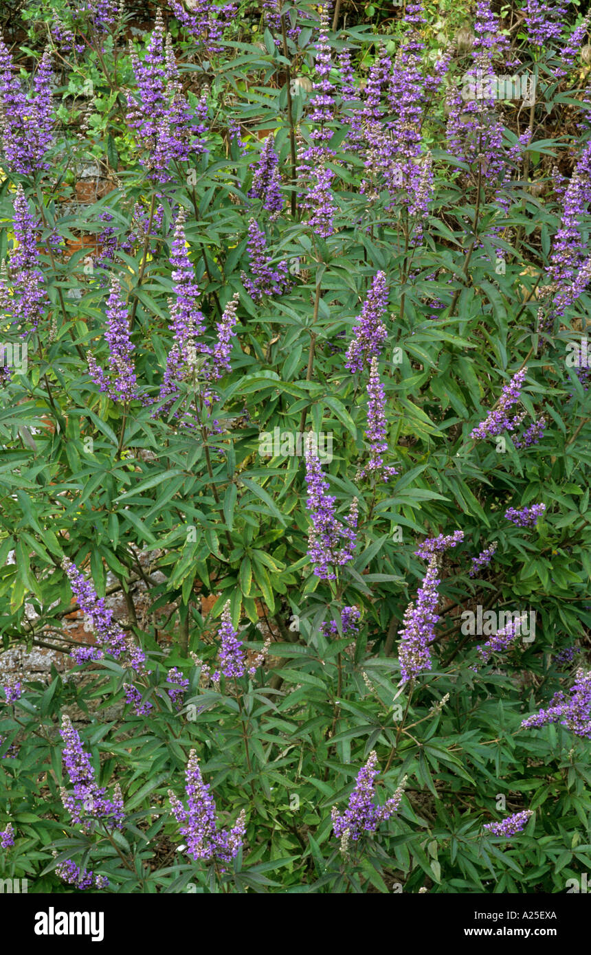 Vitex agnus castus, Chaste Tree, fragrant, violet blue flowers, garden ...