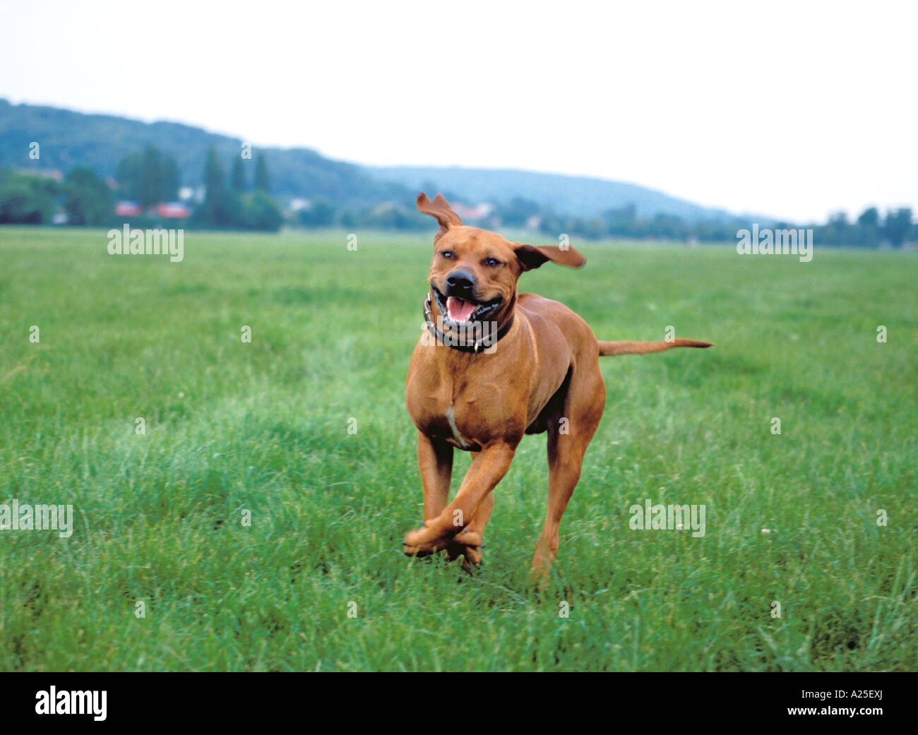 Rhodesian Ridgeback dog running on grass Stock Photo - Alamy