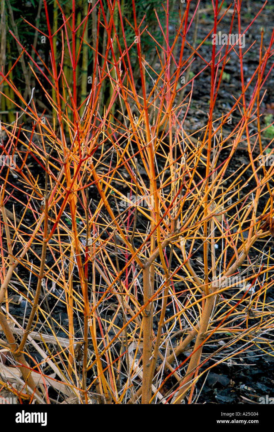 Cornus sanguinea winter flame hi-res stock photography and images - Alamy