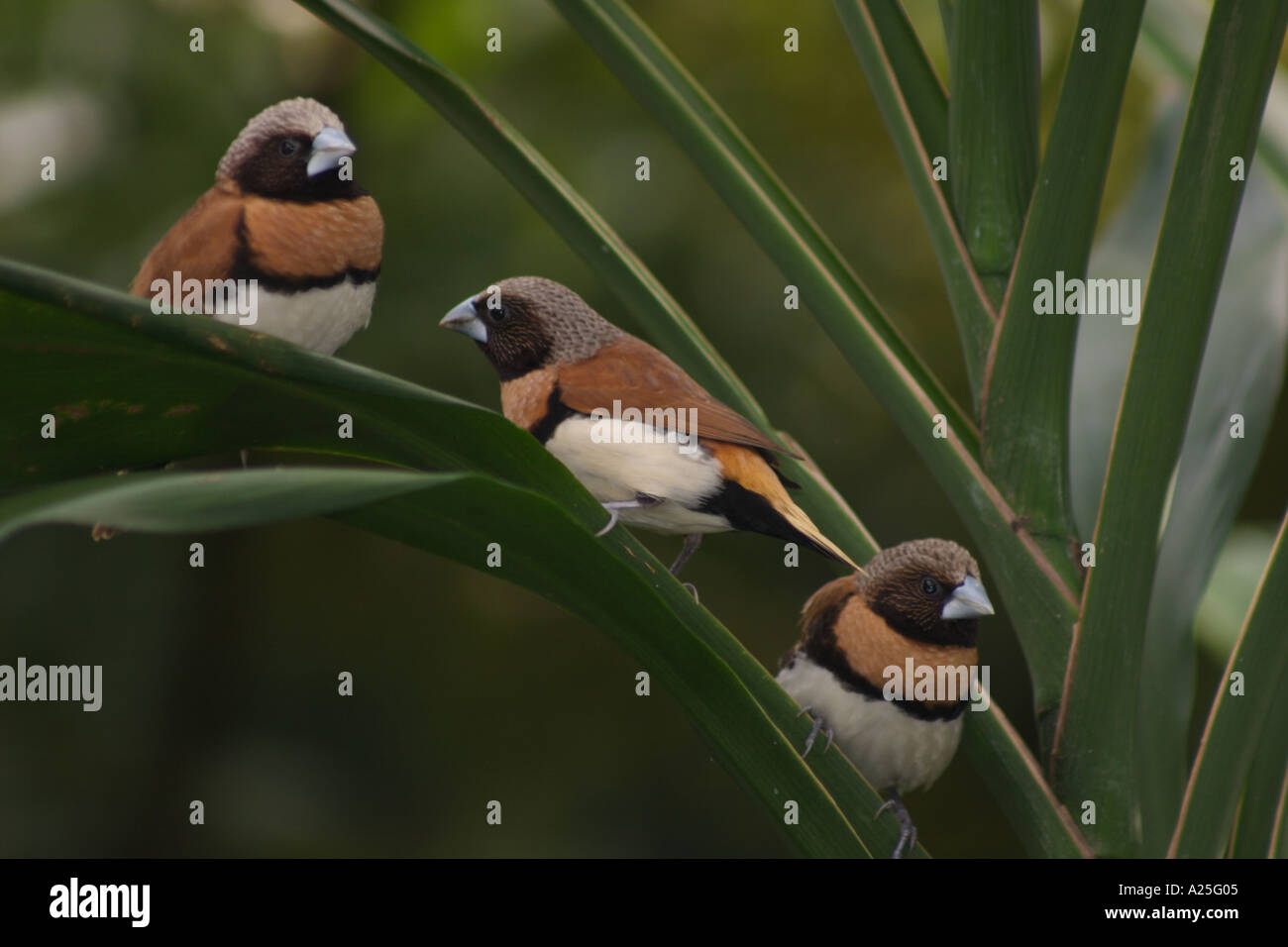 THREE CHESNUT BREASTED MANNIKIN FINCHS LONCHURA CASTANEOTHORAX SITTING ...