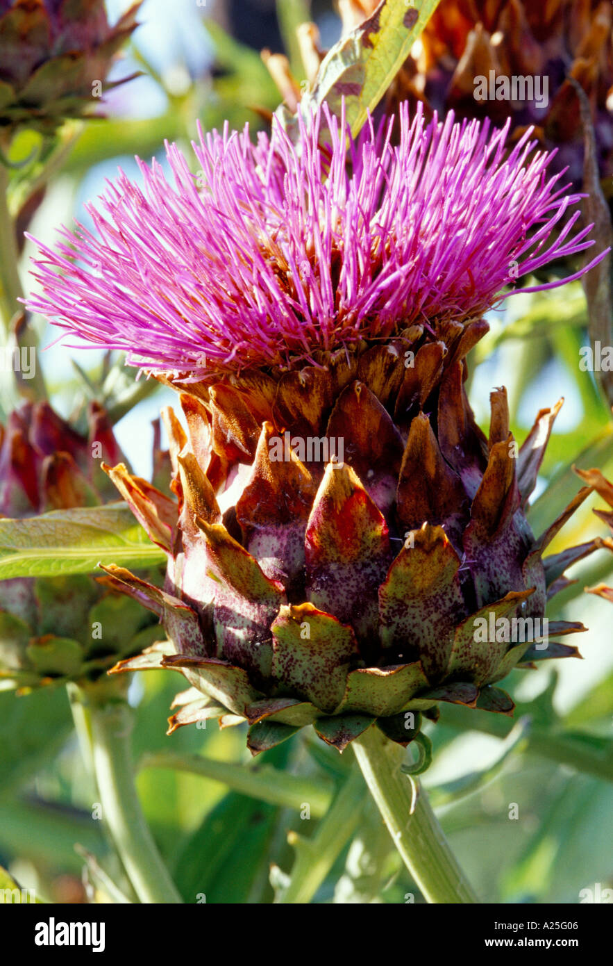 Green Leaves Of Cardoon Plant High Resolution Stock Photography and ...