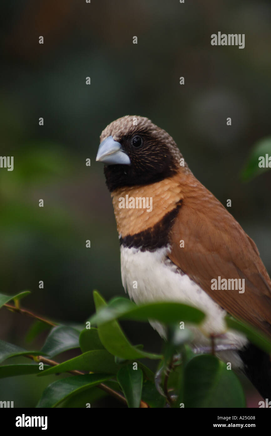 A CHESNUT BREASTED MANNIKIN FINCH LONCHURA CASTANEOTHORAX Stock Photo ...
