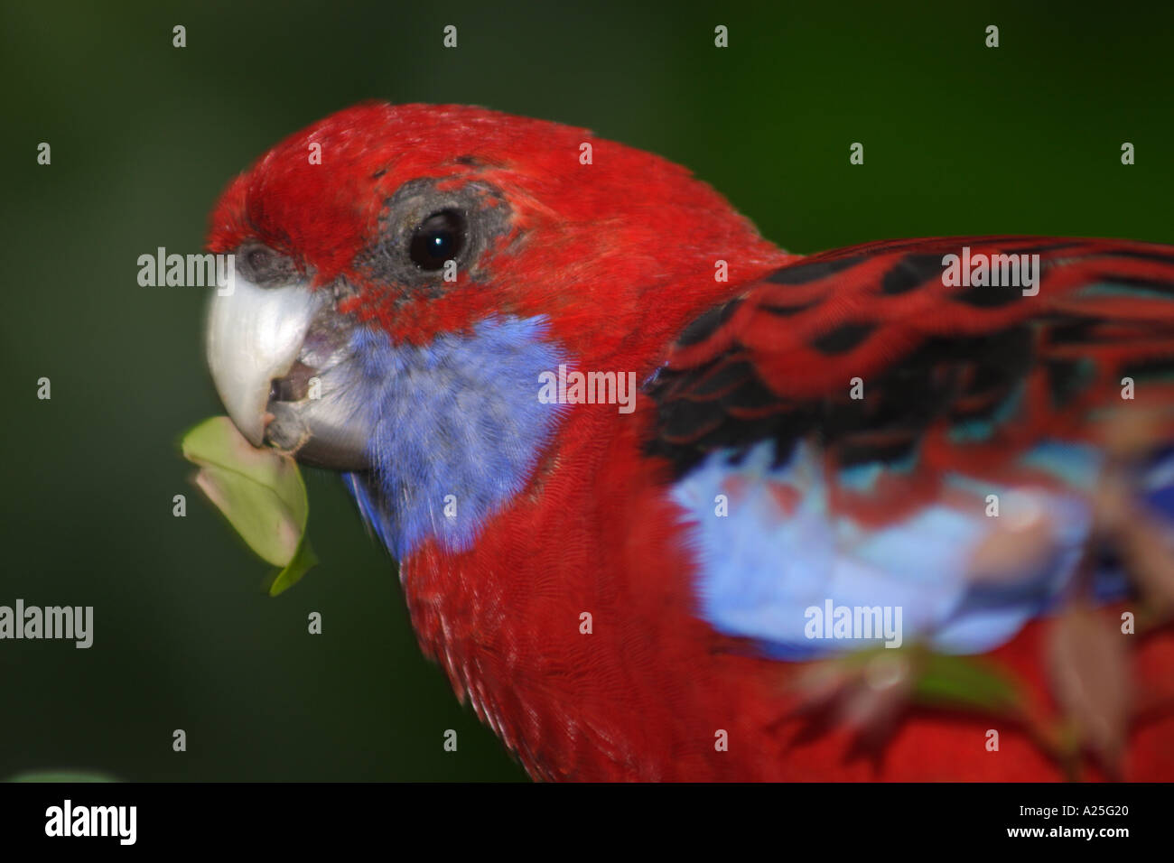 PARROT ROSELLA LORIKEET Stock Photo - Alamy
