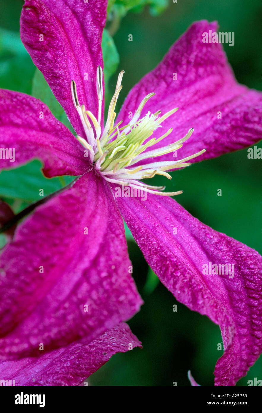 Clematis Madame Julia Correvon Stock Photo - Alamy