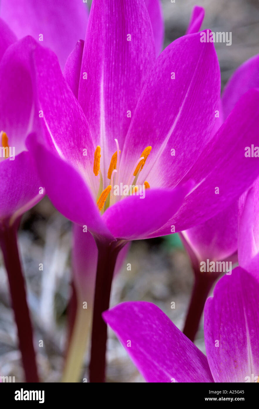 Colchicum speciosum Atrorubens Stock Photo - Alamy