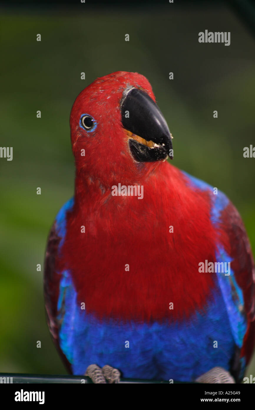 PARROT ROSELLA LORIKEET Stock Photo - Alamy