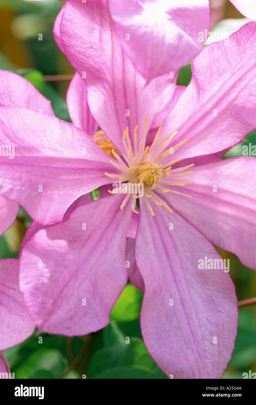 Clematis proteus hi-res stock photography and images - Alamy