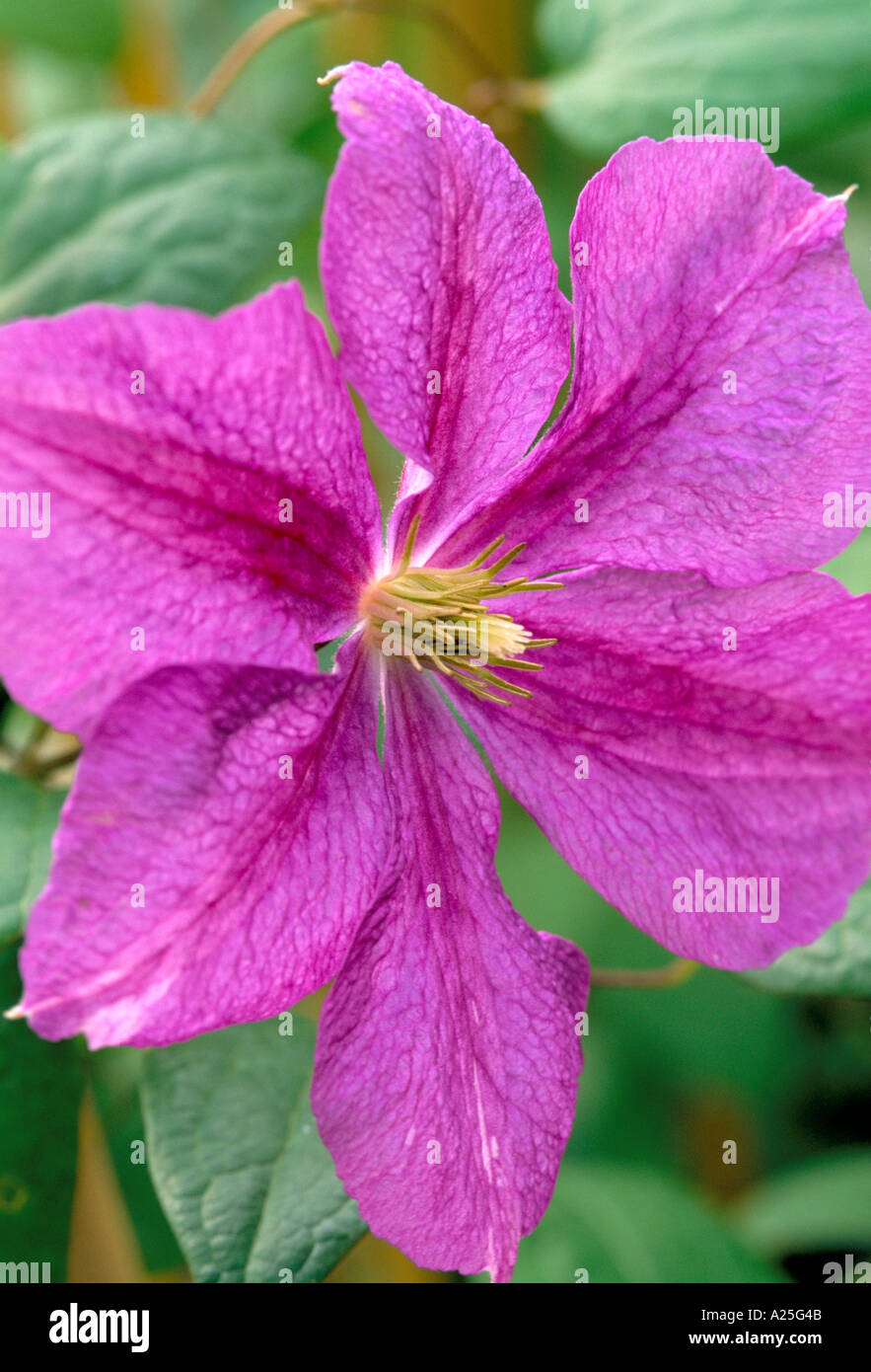 Clematis victoria High Resolution Stock Photography and Images - Alamy