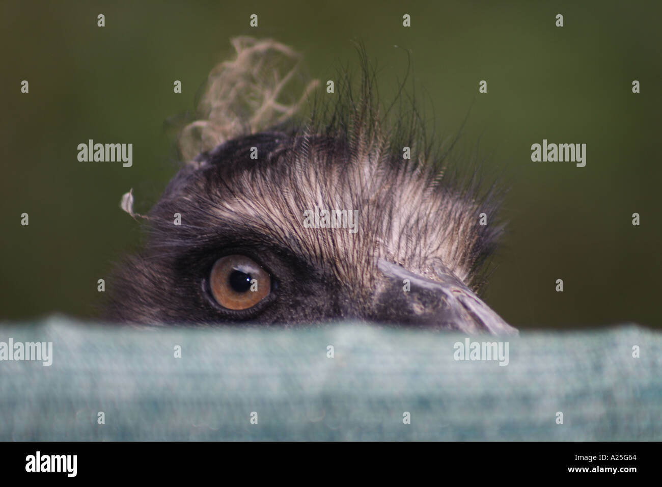Poking head over hi-res stock photography and images - Alamy