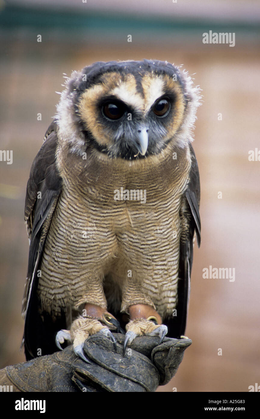 Asian brown wood owl hi-res stock photography and images - Alamy