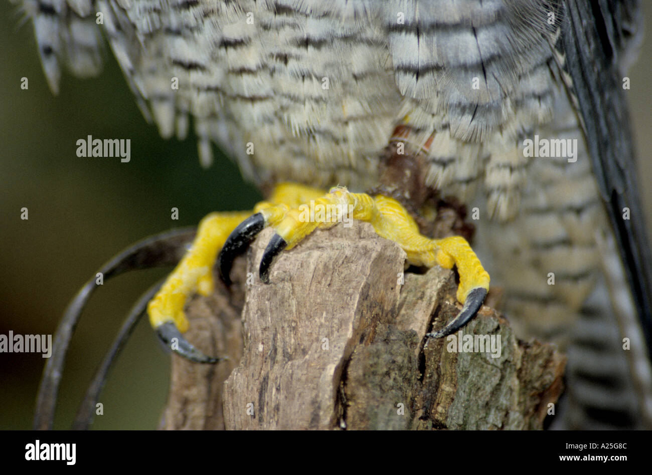 Close up of the talons/feet of the Peregrine Falcon (Falco Peregrinus ...