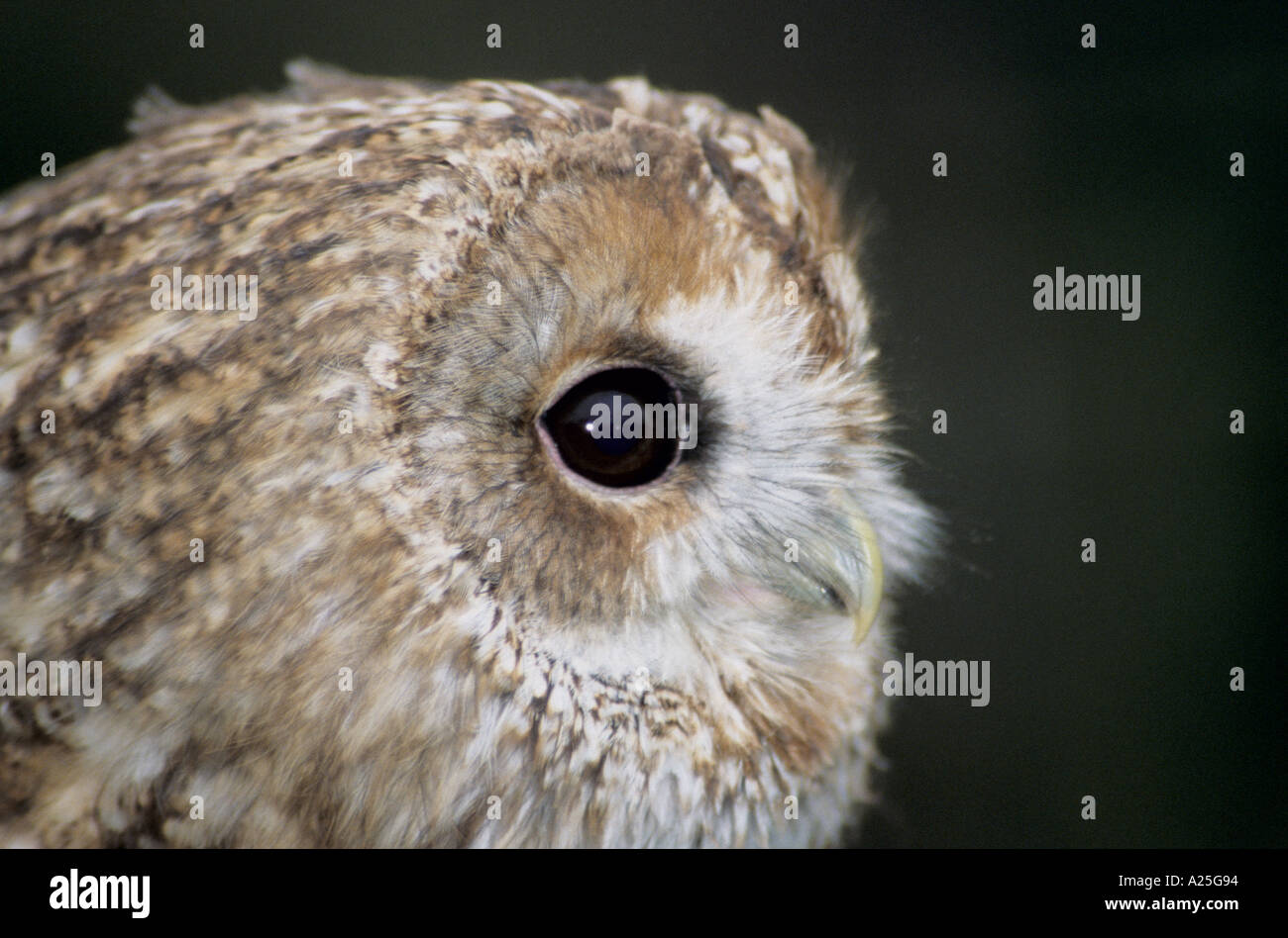 Owl taxonomy hi-res stock photography and images - Alamy