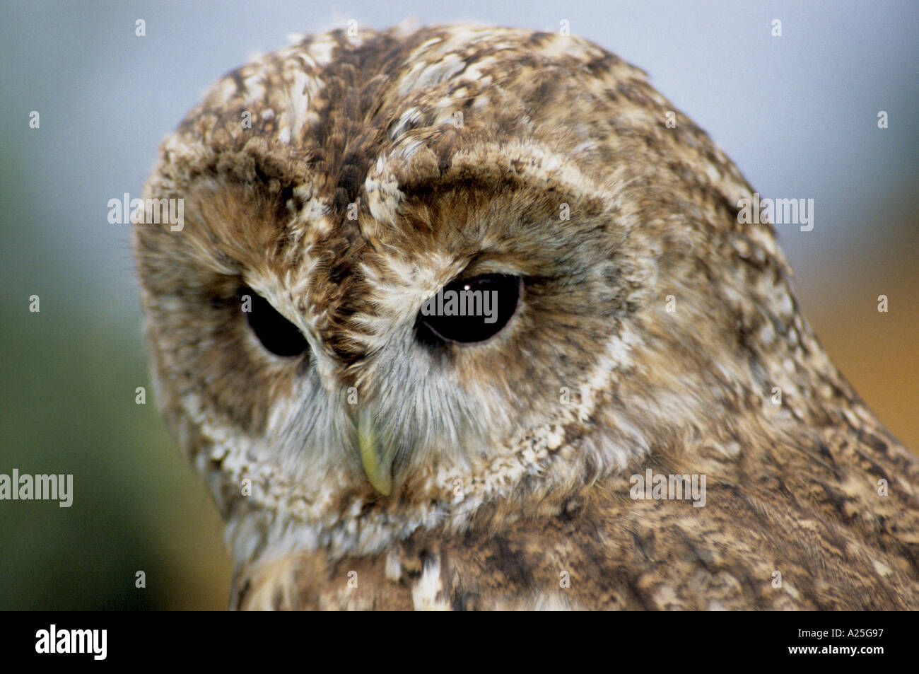 Owl taxonomy hi-res stock photography and images - Alamy