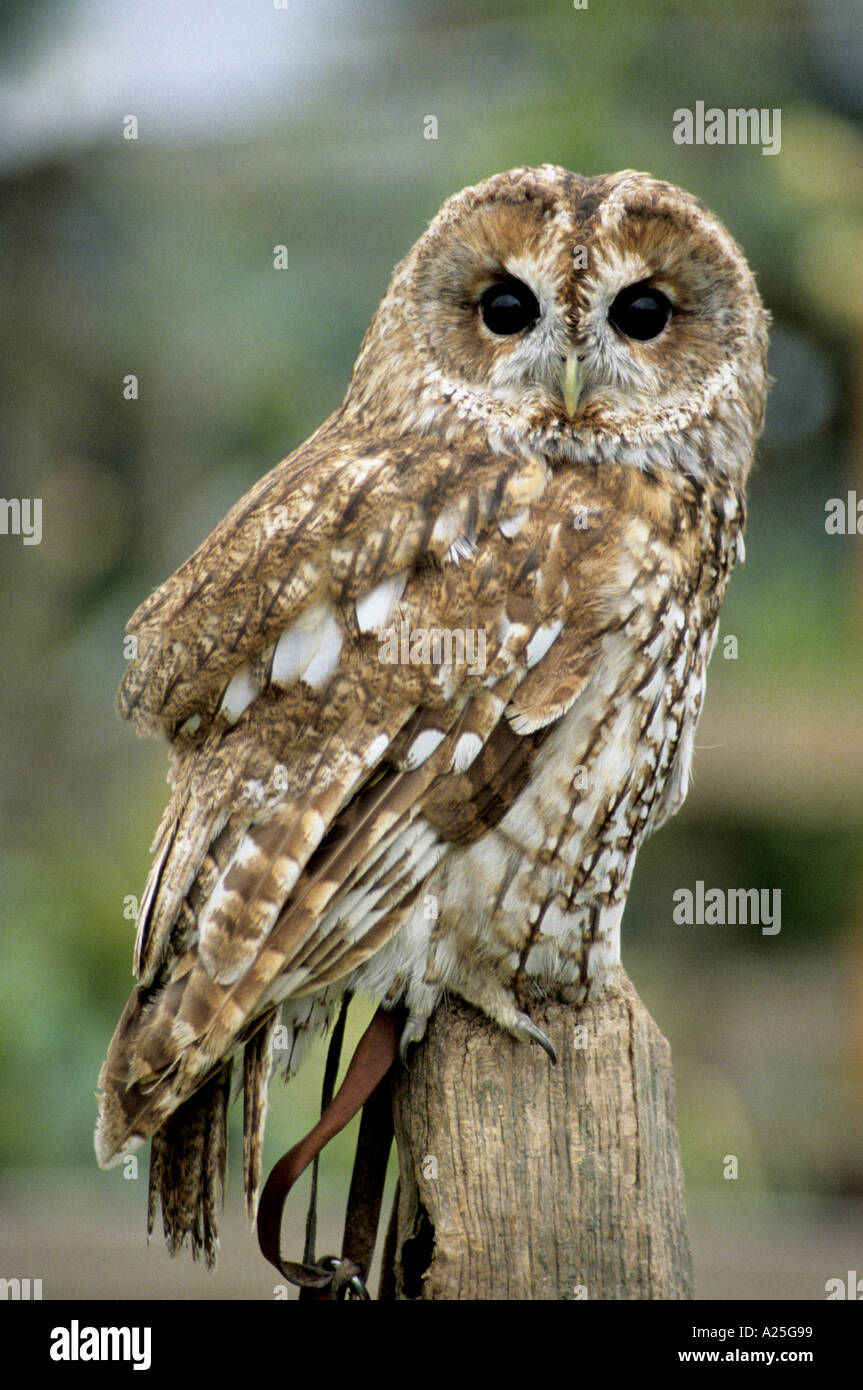 Tawny Owl (Strix Aluco Stock Photo - Alamy