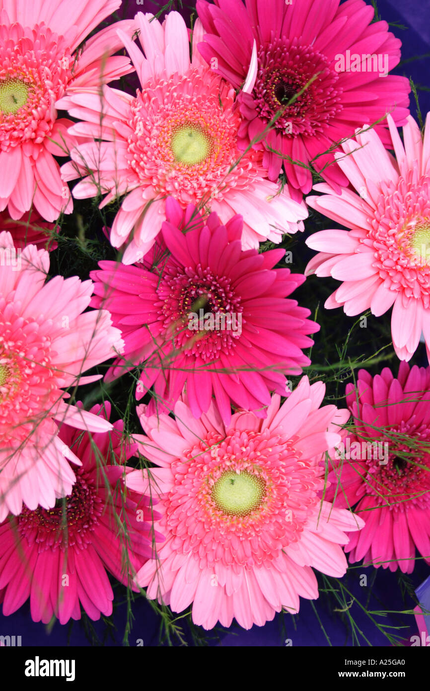 a bunch of pink gaerberas Stock Photo - Alamy