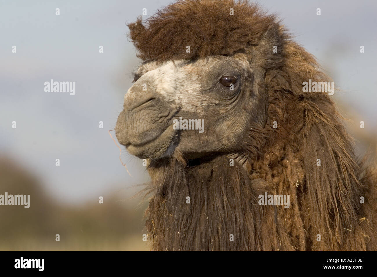 Bactarian Camel Camelus bactrianus Stock Photo - Alamy