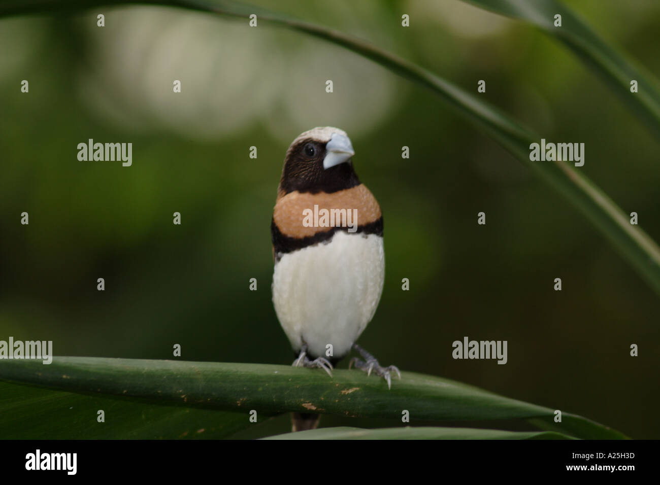 A CHESNUT BREASTED MANNIKIN FINCH LONCHURA CASTANEOTHORAX Stock Photo ...
