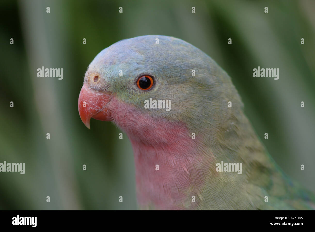 PARROT ROSELLA LORIKEET Stock Photo - Alamy