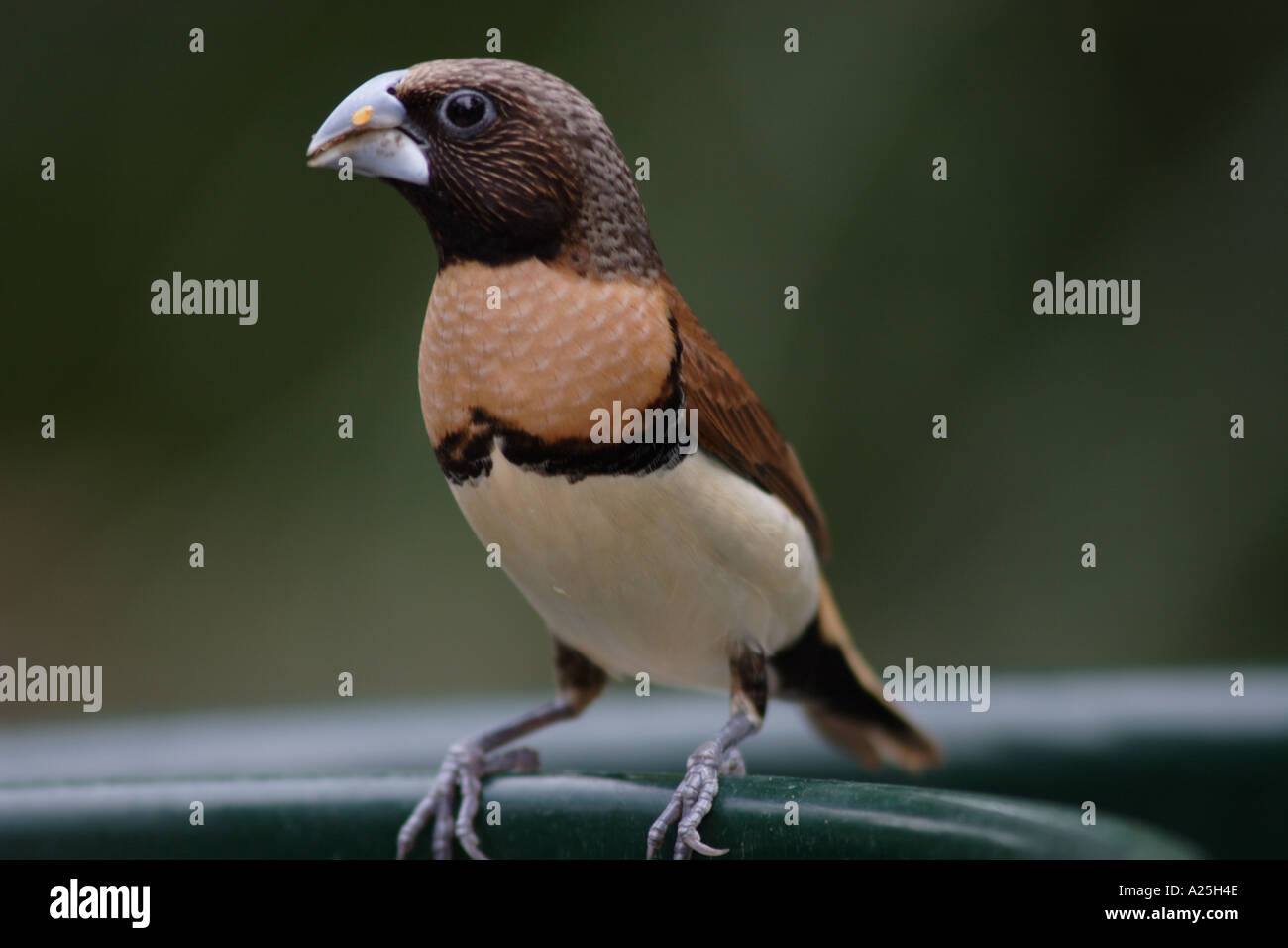 A CHESNUT BREASTED MANNIKIN FINCH LONCHURA CASTANEOTHORAX Stock Photo ...