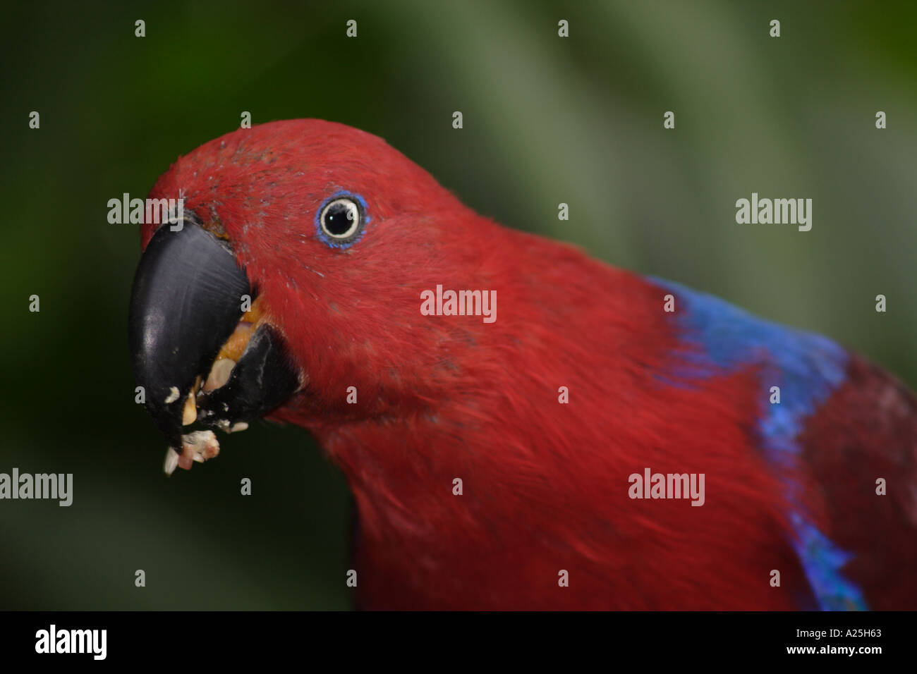 PARROT ROSELLA LORIKEET Stock Photo - Alamy
