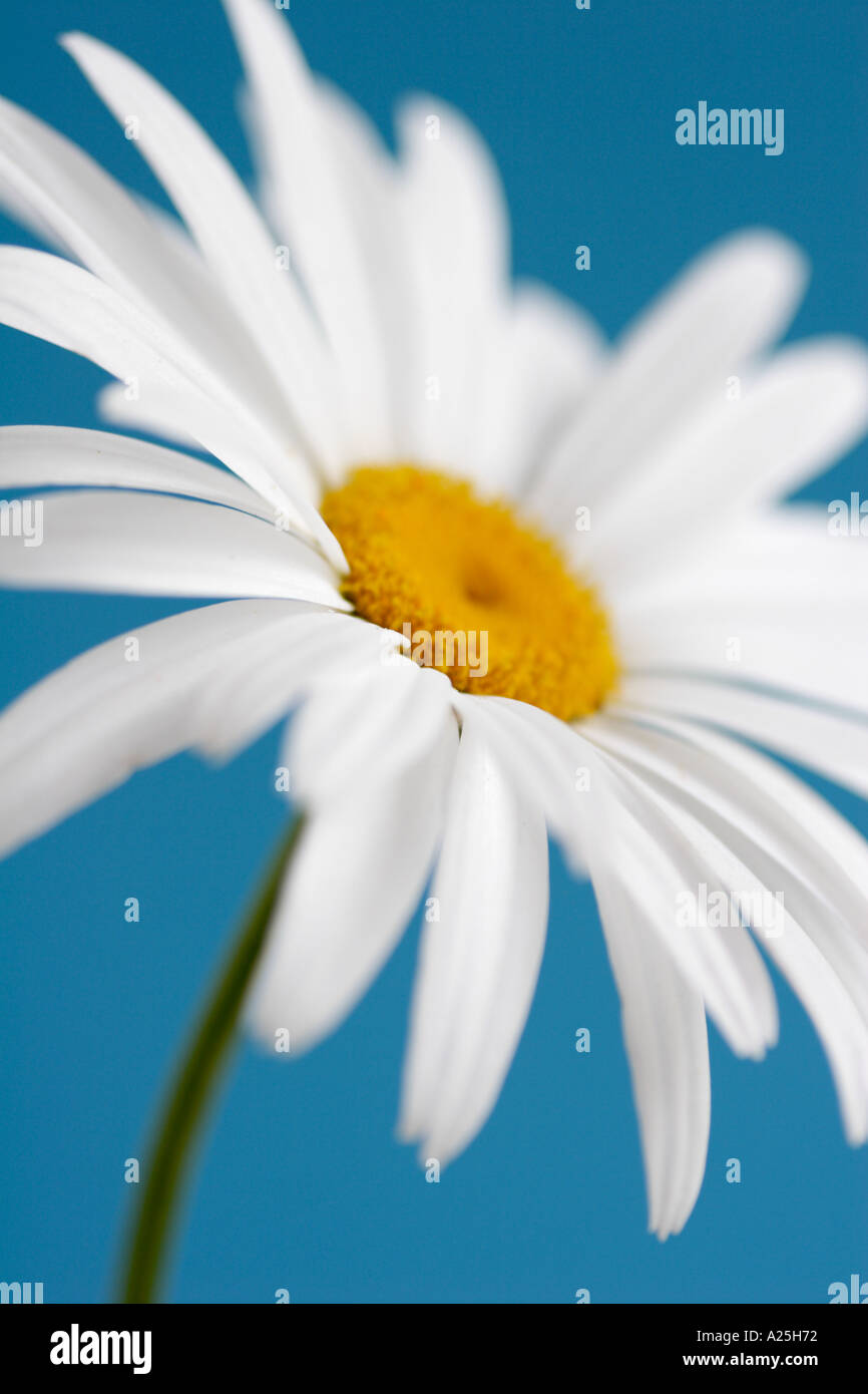 Daisy flower white with blue background Stock Photo - Alamy